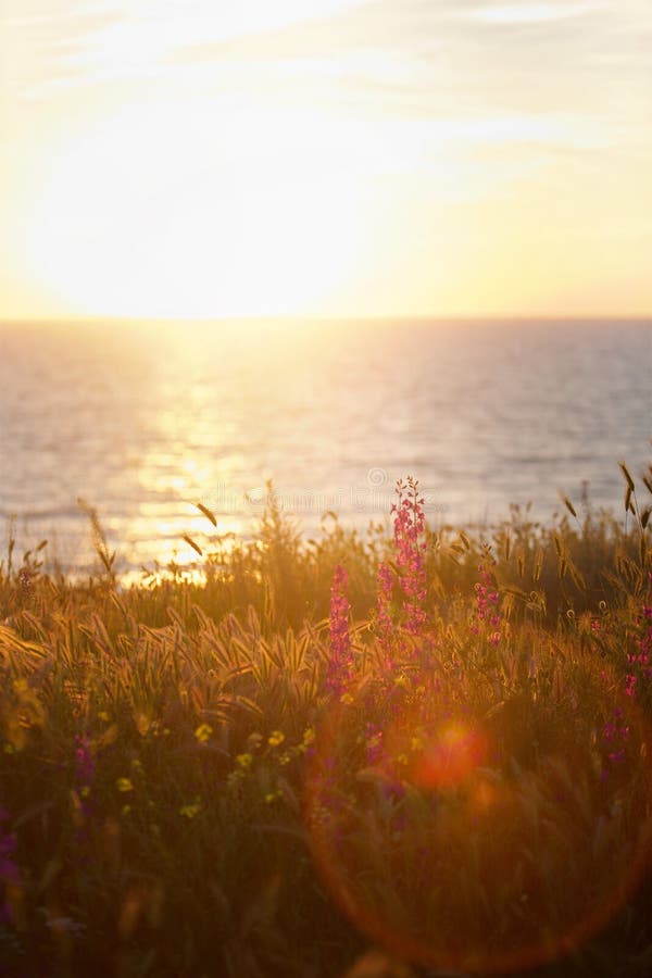 Plants in the wild. stock photo. Image of wild, flora - 105627184