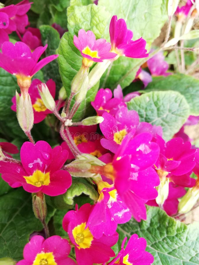 Plant purple jasper stock image. Image of wild, plants - 144572179