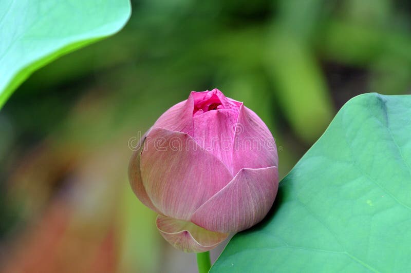 Plants stock image. Image of abstract, nature, wildlife - 84089023