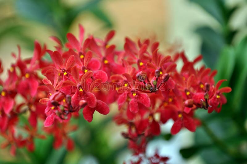 Plants stock image. Image of green, wildlife, landscape - 84095655