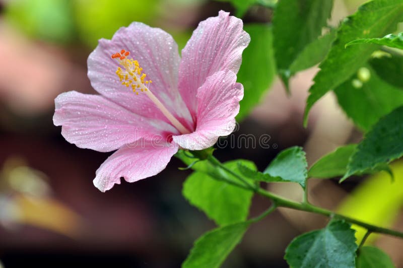 Plants stock image. Image of garden, flower, locus, abstract - 84089893