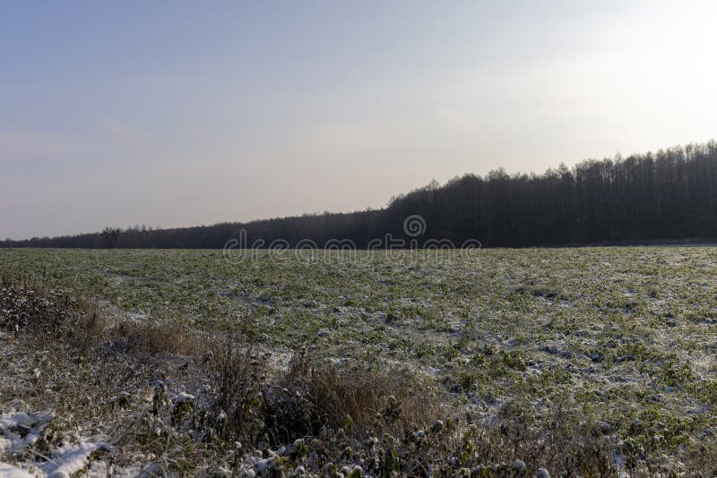 Plants in the Winter Season Covered with White Cold Snow Stock Image ...