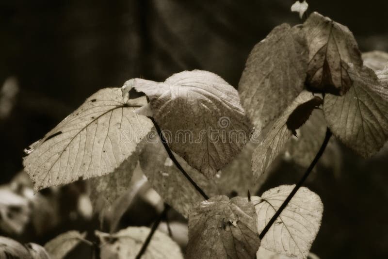 Plants in woods stock photo. Image of tree, autumn, fall - 102183484