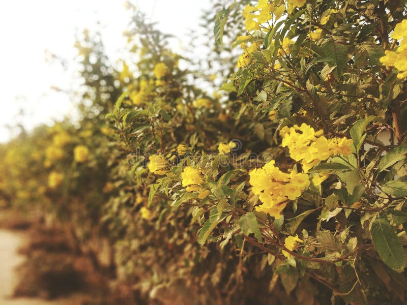 Plants the Yellow Flowers with Greenery Stock Image - Image of leaves ...