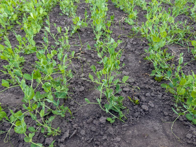 Plants of Young Pea on a Field in Overcast Morning Stock Photo - Image ...