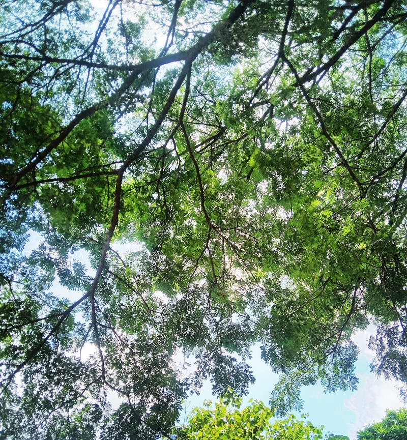 Scenery Featuring Lush, Beautiful Foliage on the Trees Stock Photo ...