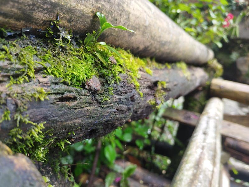 Plantts stock image. Image of life, plants, pure, plantts - 377416545