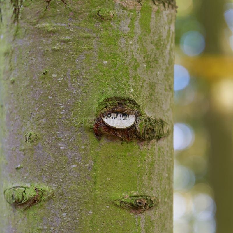 Plaque with the Number of a Tree Ingrown into Tree Bark Stock Photo ...