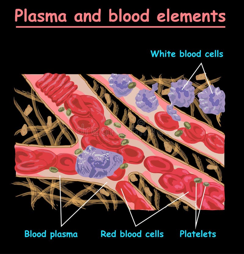Plasma Of Blood And White Blood Cells, Red Blood Cells, Platelets ...