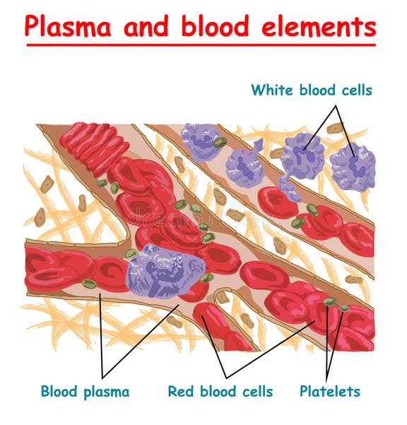 Platelets Stock Illustrations – 3,808 Platelets Stock Illustrations ...
