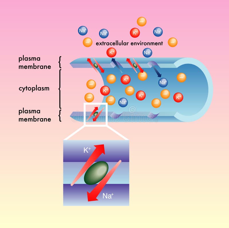Tonicity and Osmosis. Cell Membrane and Aquaporin Stock Vector ...