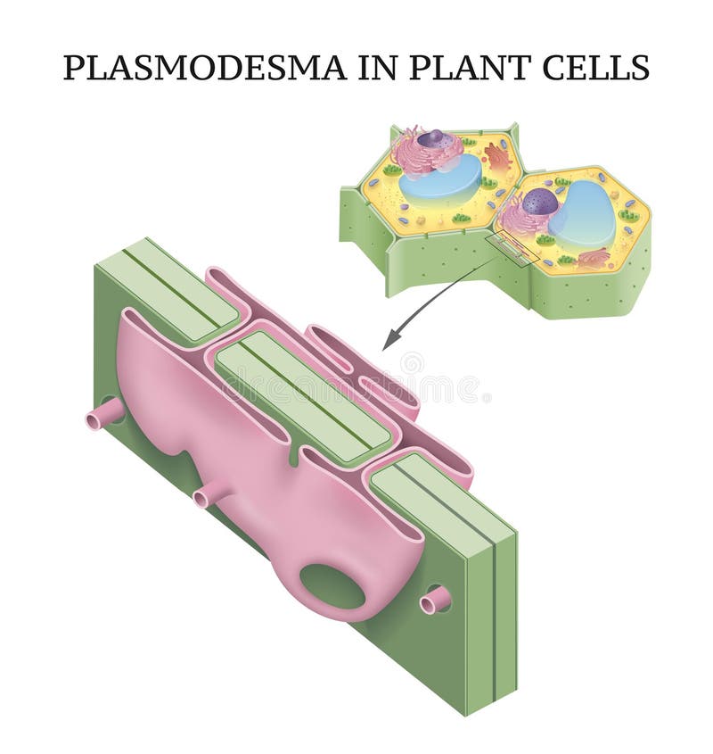 Pectin Layer Stock Illustrations – 2 Pectin Layer Stock Illustrations ...