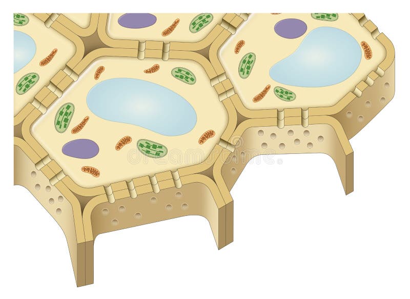 Plasmodesmata Provide Pathways for the Transport of Information in the ...