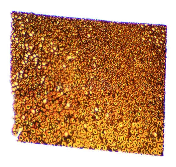 Plasmodesmata Slice Under the Microscope, (Plasmodesma Sec.) Stock ...