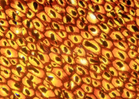 Plasmodesmata Slice Under the Microscope, (Plasmodesma Sec.) Stock ...