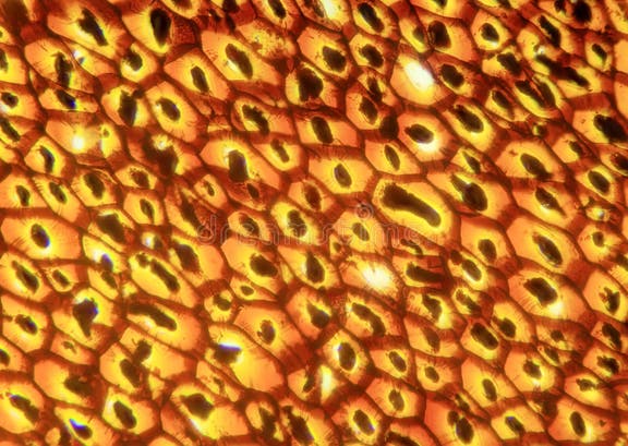 Plasmodesmata Slice Under the Microscope, (Plasmodesma Sec.) Stock ...