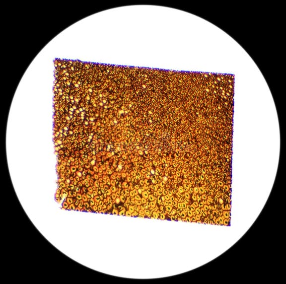 Plasmodesmata Slice Under the Microscope, (Plasmodesma Sec.) Stock ...