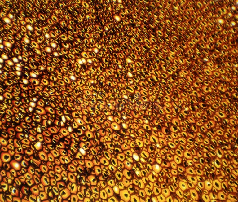 Plasmodesmata Slice Under the Microscope, (Plasmodesma Sec.) Stock ...