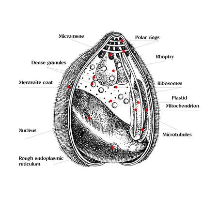 Plasmodium Structure Hand Drawn Vector Stock Vector - Illustration of ...
