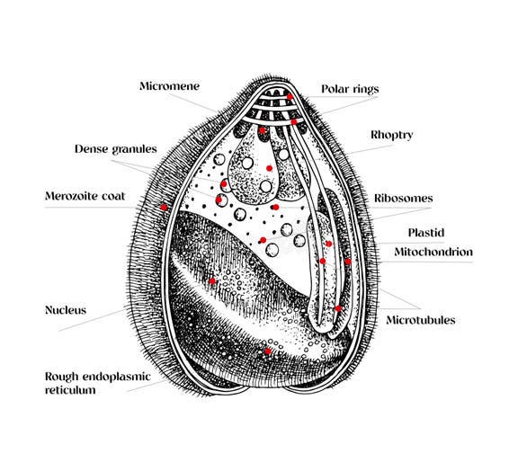 Plasmodium Structure Hand Drawn Vector Stock Vector - Illustration of ...