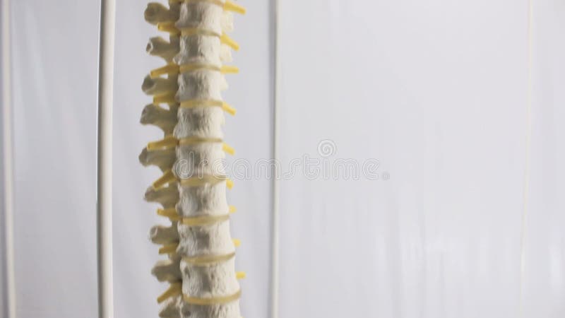 Plaster Dummy Structure of Vertebrae in Spine Human Stock Footage ...