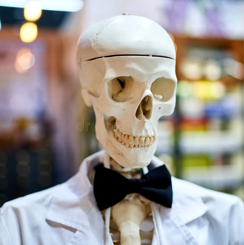 Plaster Sculpture of the Human Skeleton, Anatomy Stock Photo - Image of ...