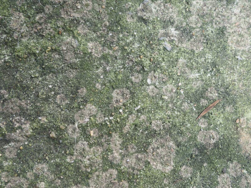 Plaster Texture with Moss Growing for Patterns and Backgrounds Stock ...