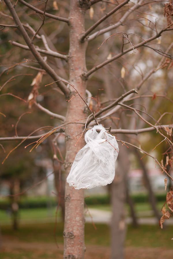 Plastic Bag Caught on Tree Branch in a Public Park, Environmental ...