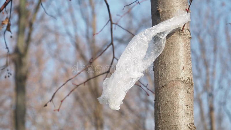 Plastic Bag Caught on Tree Branch in a Public Park, Environmental ...