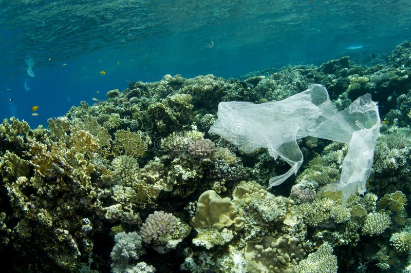 Plastic bag on coral reef stock photo. Image of seascape - 16275546