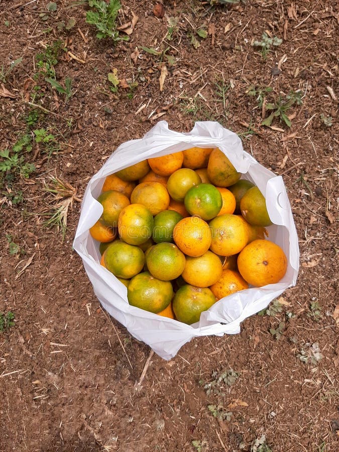 A Plastic Bag Filled with Fresh Oranges Stock Image - Image of vitamin ...