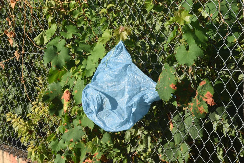 A Plastic Bag Hanging on a Bush Stock Photo - Image of litter, garbage ...