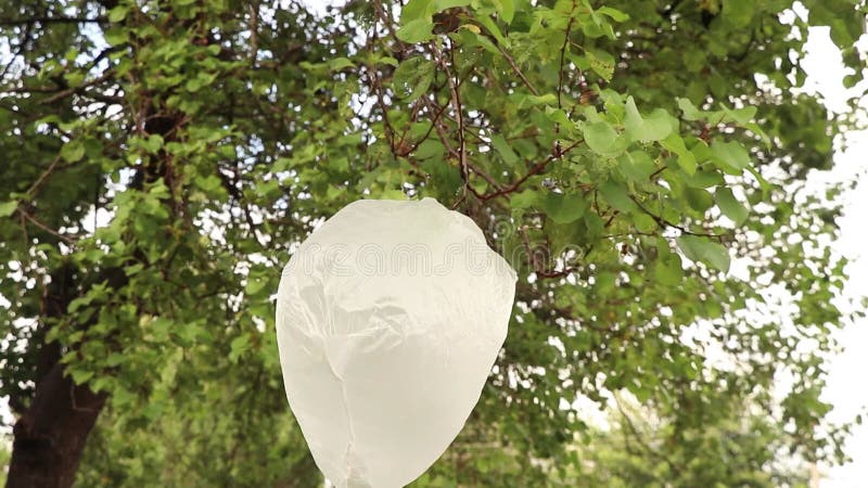 Plastic Bag Hanging on a Tree, Garbage in the Forest, Environmental ...