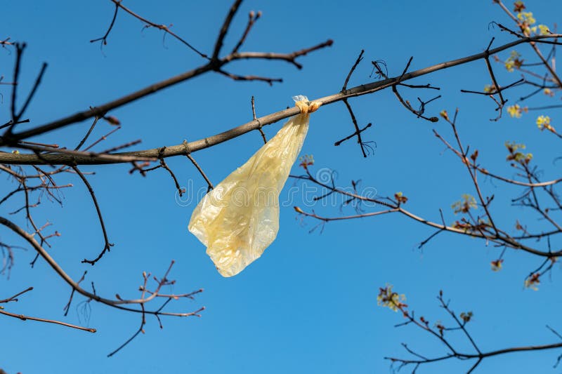 A Plastic Bag Hangs on a Tree Branch. Environmental Pollution Stock ...