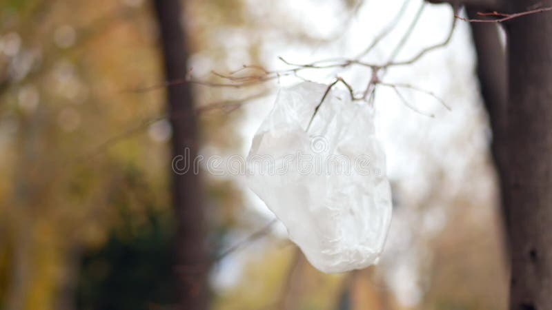 Plastic Bag Caught in Tree during Autumn Season Stock Video - Video of ...