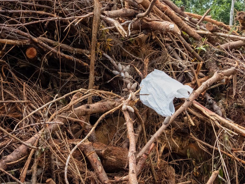 Plastic Bag Lost in the Forest. Stock Image - Image of autumn, clean ...