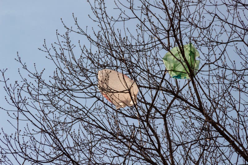 Plastic Bags Caught in Dead Tree. Environmental Pollution Stock Photo ...