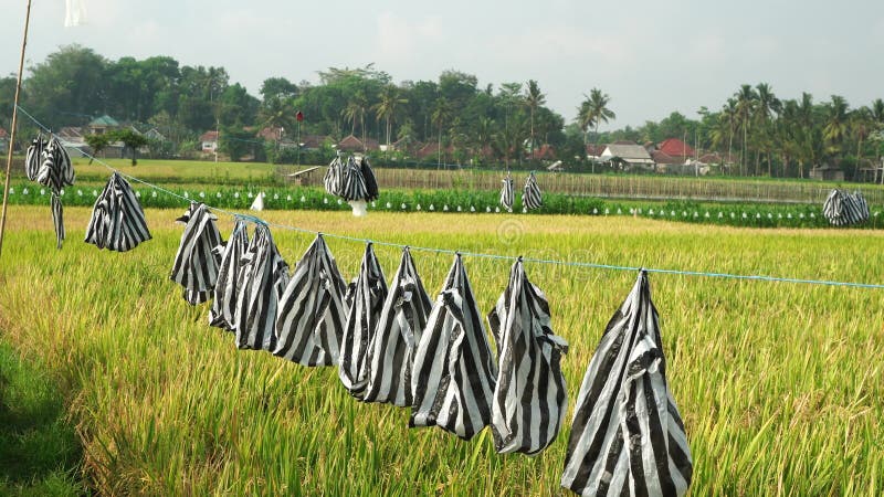 Plastic Bags in the Rice Fields Stock Video - Video of rice, soft ...