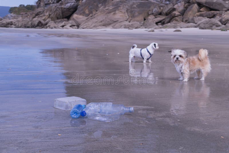 Plastic Bottle Waste and Dogs on the Beach - Environmental Pollution ...