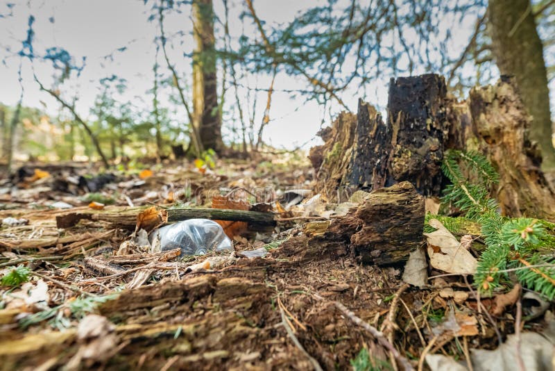 Plastic Bottle Waste in a Forest, a Big Environmental Problem, Keep it ...