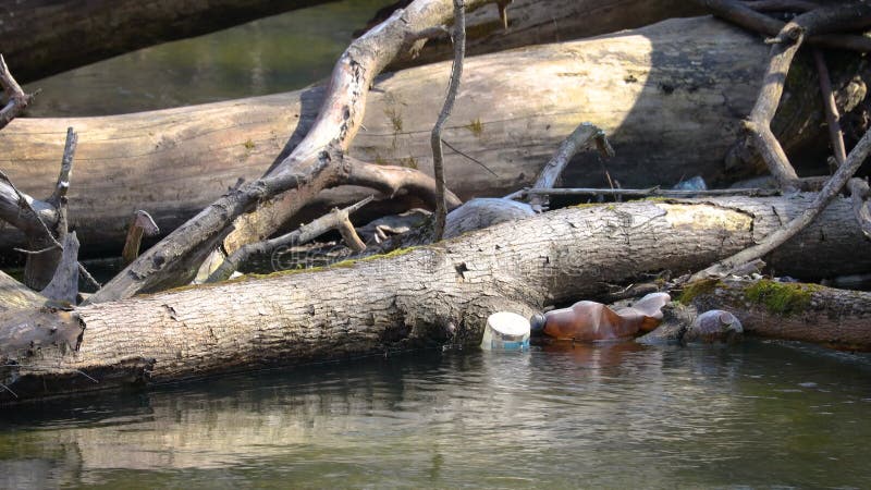 Plastic Bottles and Garbage on the River Stock Footage - Video of trees ...