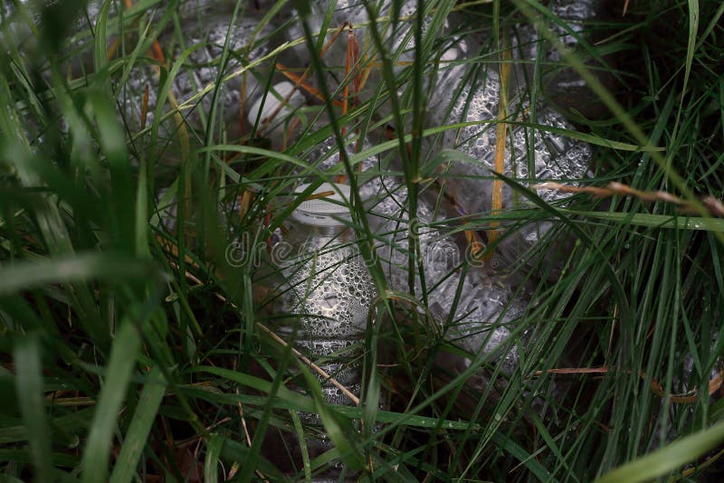 Plastic Bottles in the Green Grass. Problem in the Natural Environment ...
