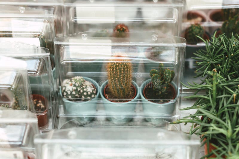 Plastic Box with Cactus in the Flower Shop. Sale and Packaging of ...