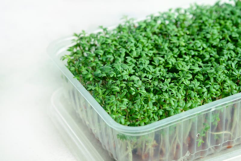 Plastic Box with Microgreens of Watercress Stock Image - Image of herb ...