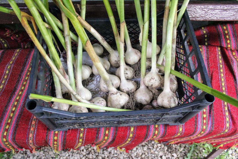 A Plastic Box in Which There are Heads of Garlic Stock Photo - Image of ...