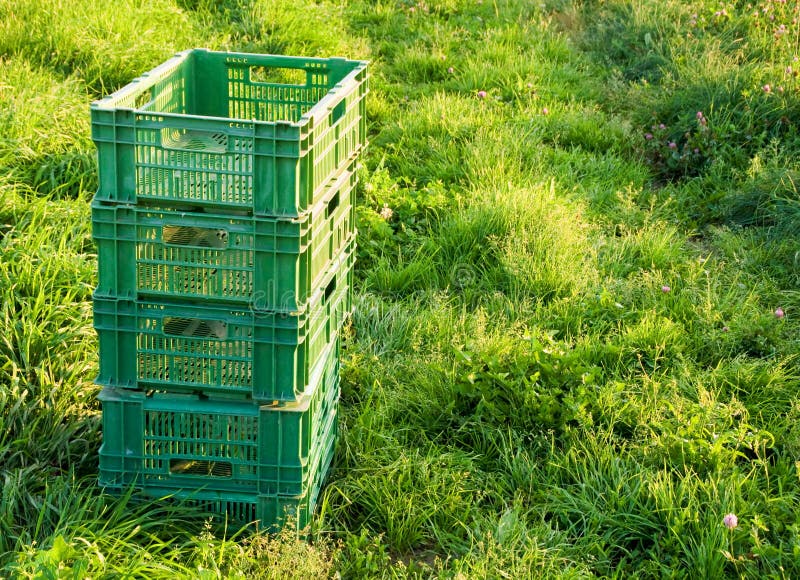 Plastic boxes on field stock image. Image of fruit, farm - 21436083