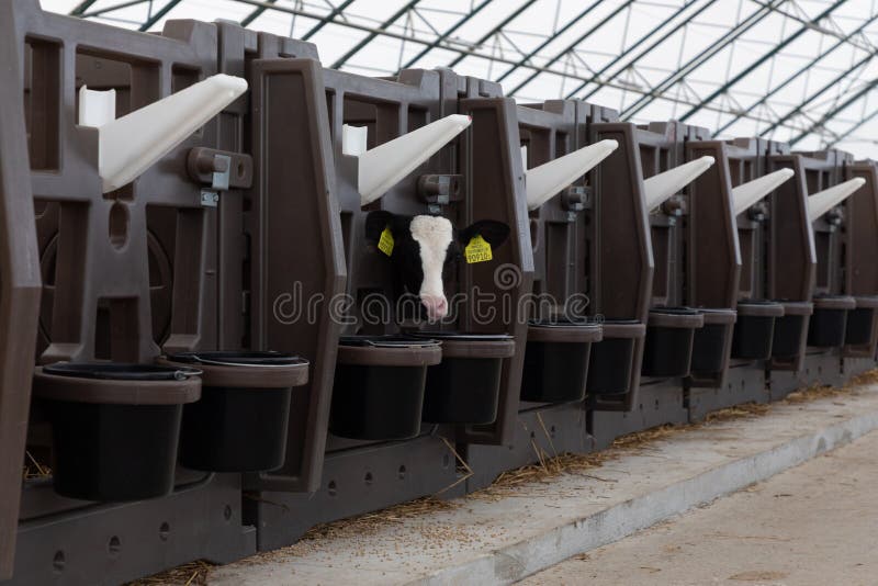 Plastic Boxes for Keeping Newborn Calves on a Modern Dairy Farm Stock ...