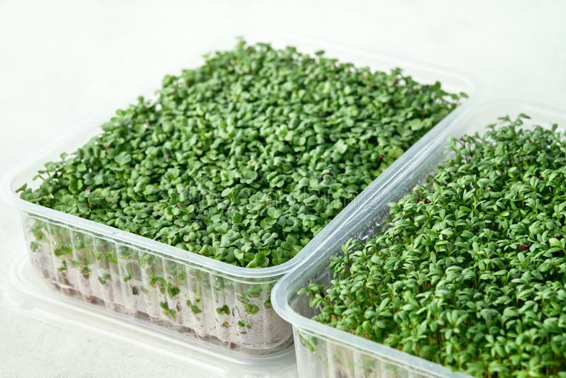 Plastic Boxes with Microgreens of Watercress and Broccoli Stock Image ...