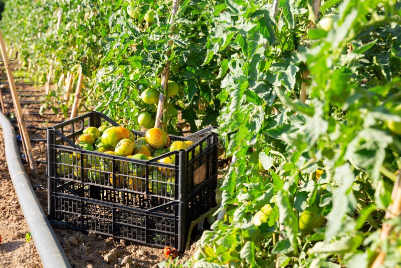 Plastic Boxes with Ripe Tomatoes on the Farm Field Stock Image - Image ...