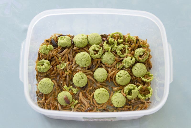 Plastic Boxes for Worms To Feed Birds Stock Image - Image of animal ...